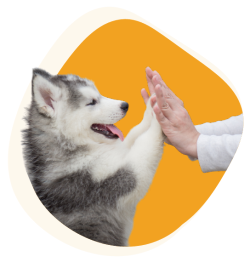 Pet Owner Resources at VSC Sarasota